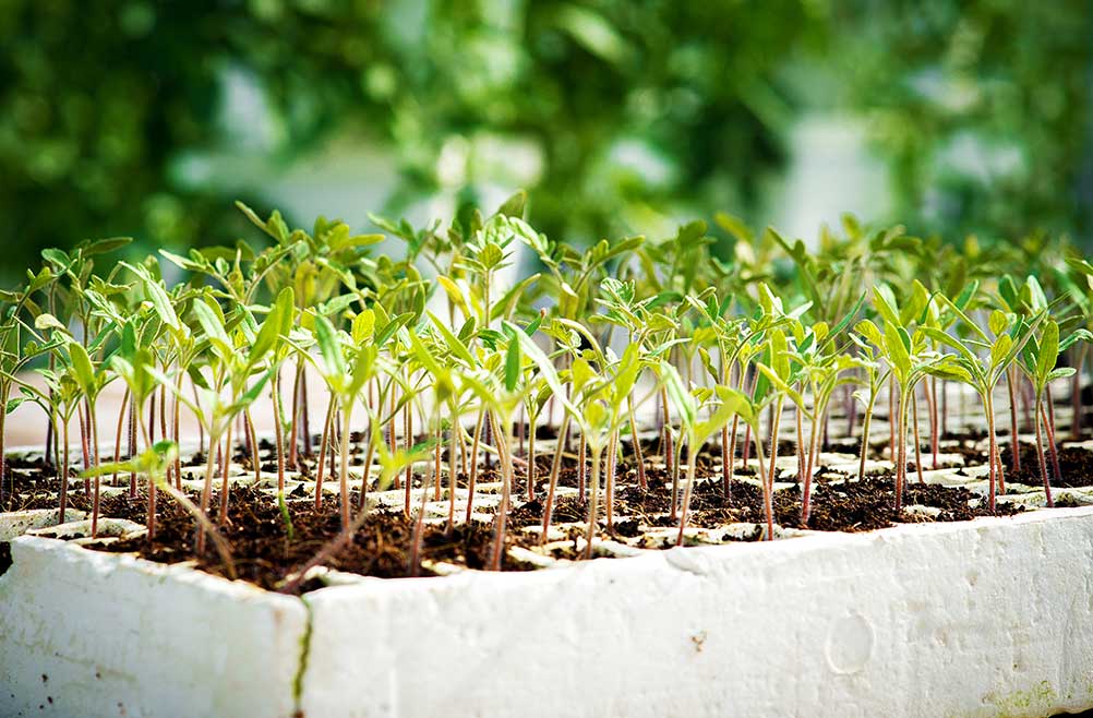 Guía Completa de Charolas para Germinación en México - HYDROCULTURA