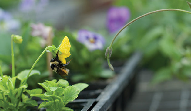 FERTILIZANTES, BIOESTIMULANTES Y ACIDOS Etiquetado "Buffex Regulador de ...