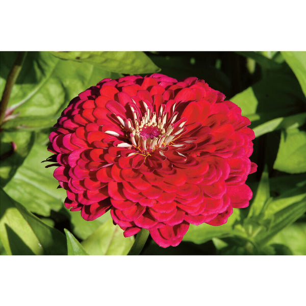 Benary's Giant Deep Red - Semillas de Flor Zinnia - HYDROCULTURA