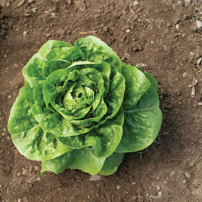 Xalbadora - Semillas Peletizadas de Lechuga Romana Orgánica - HYDROCULTURA