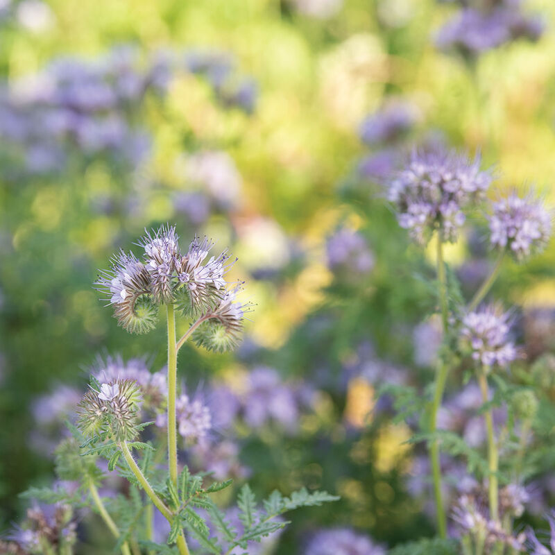 Phacelia - Semillas de Flor Phacelia - HYDROCULTURA