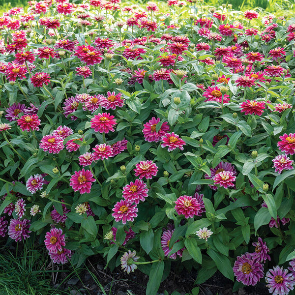 Double Zahara™ Raspberry Ripple - Semillas de Flor Zinnia - HYDROCULTURA