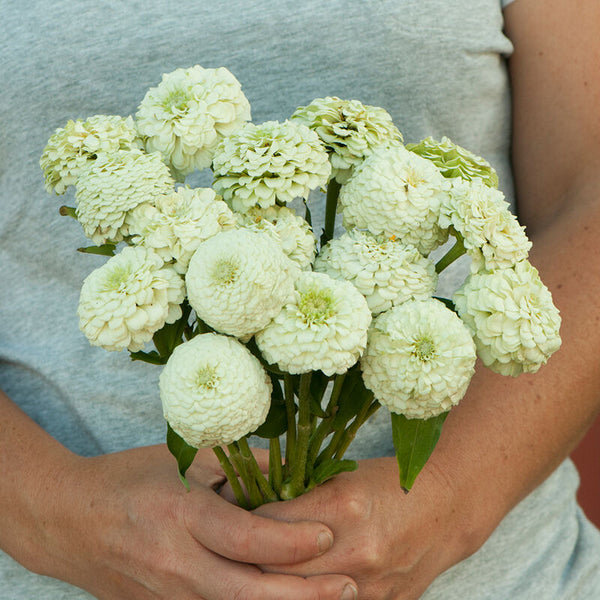 Oklahoma White - Semillas de Flor Zinnia - HYDROCULTURA