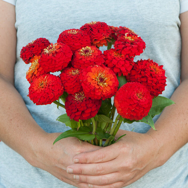 Oklahoma Scarlet - Semillas de Flor Zinnia - HYDROCULTURA