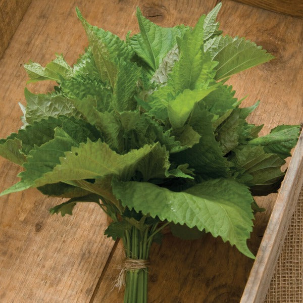 Green Shiso - Semillas de Hierba Japonesa Comestible - HYDROCULTURA