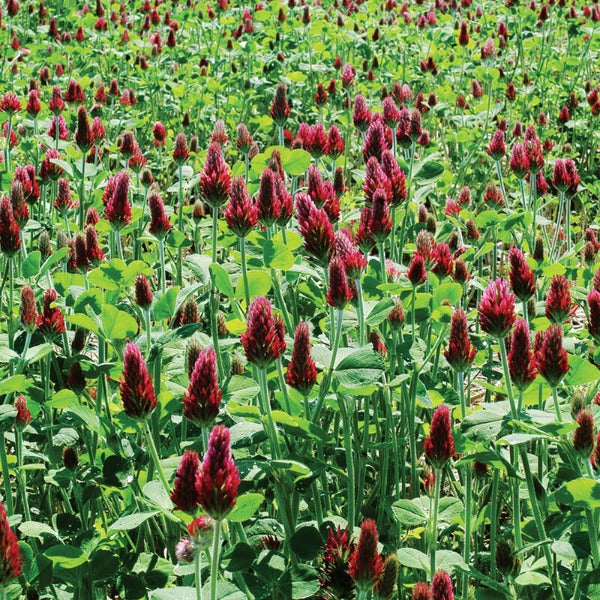 Crimson Clover - Semilla Orgánica de Flor Carmesí para Abono Verde ...