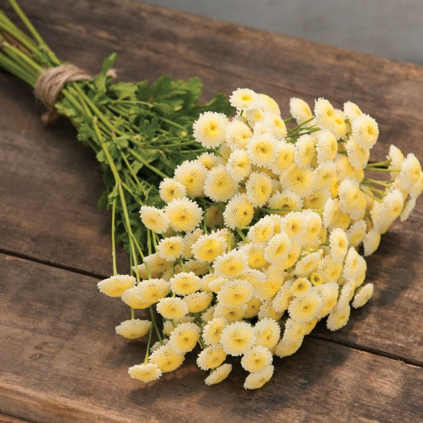 Magic Lime Green - Semilla Orgánica de Flor Matricaria - HYDROCULTURA