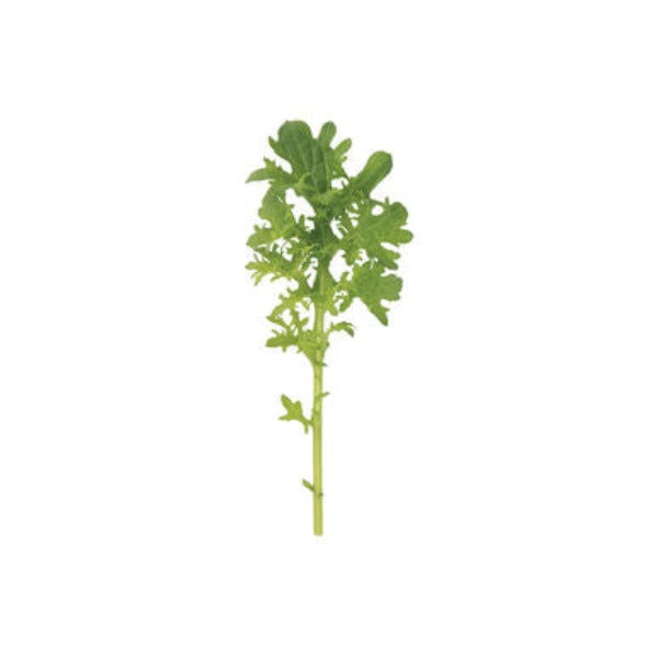 Golden Frills - Semilla Orgánica de Mostaza de Hoja Verde - HYDROCULTURA