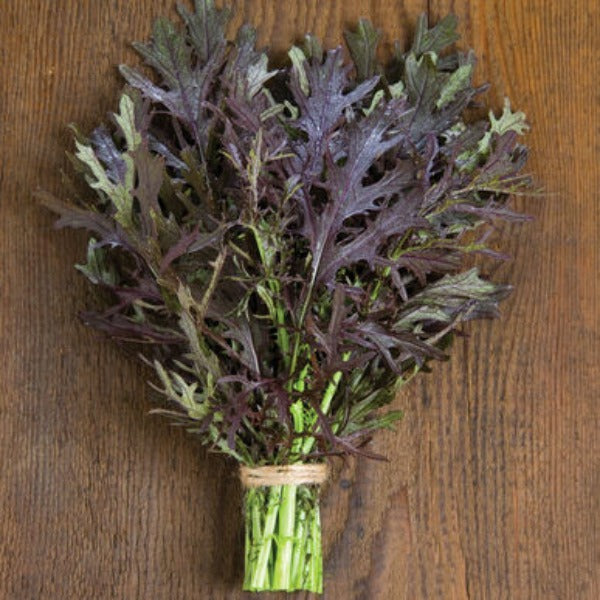 Ruby Streaks - Semilla Orgánica de Mostaza de Hoja - HYDROCULTURA