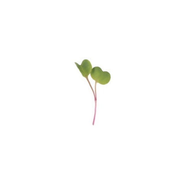 Radish Purple Stem - Semillas Orgánicas para Germinados de Rábano ...