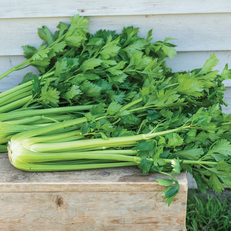 Cultivo De Apio En Contenedores