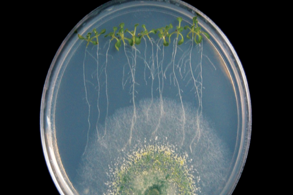 COSMOCEL - HYDROCULTURA
